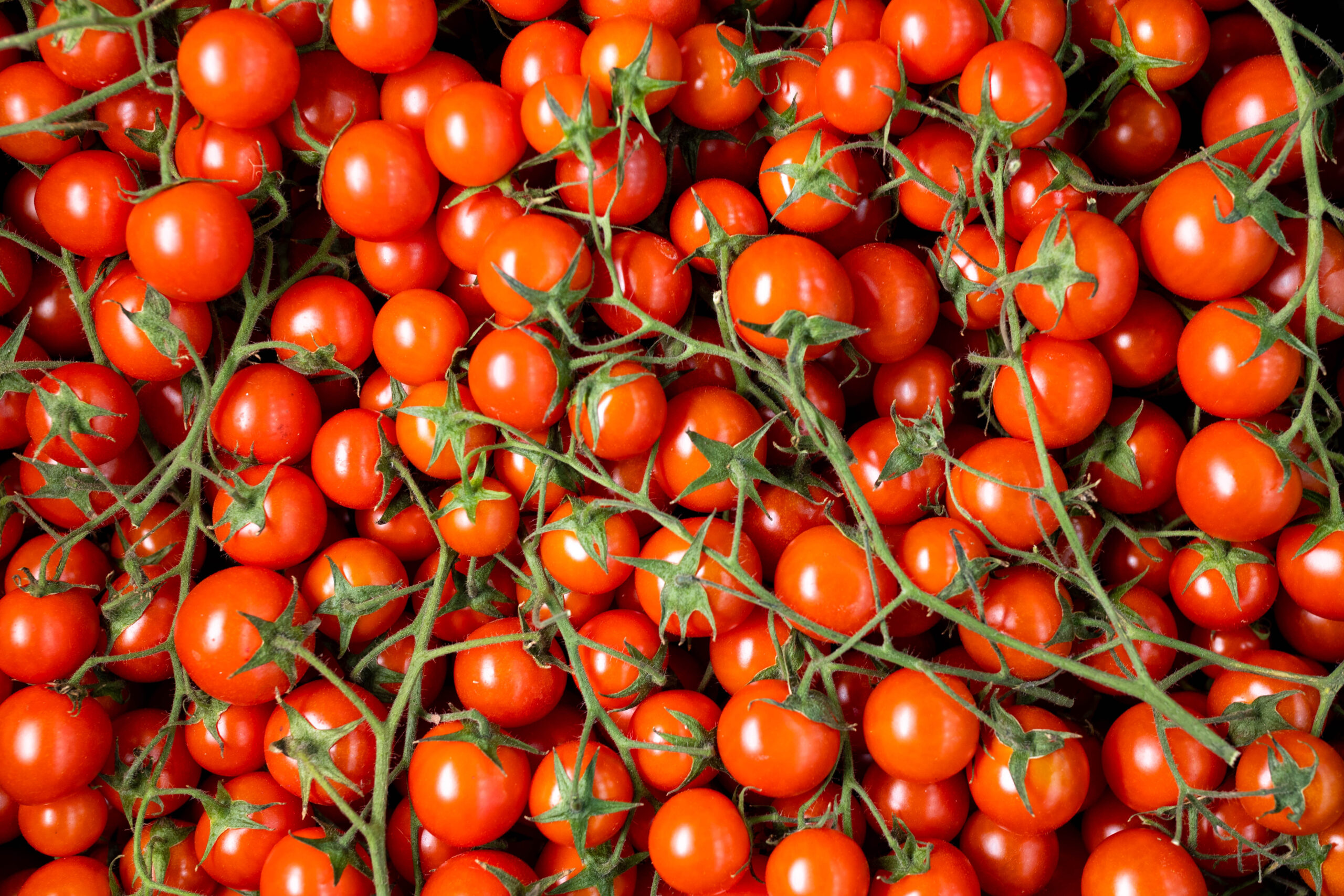 Prime produce – About - thrusthive.com